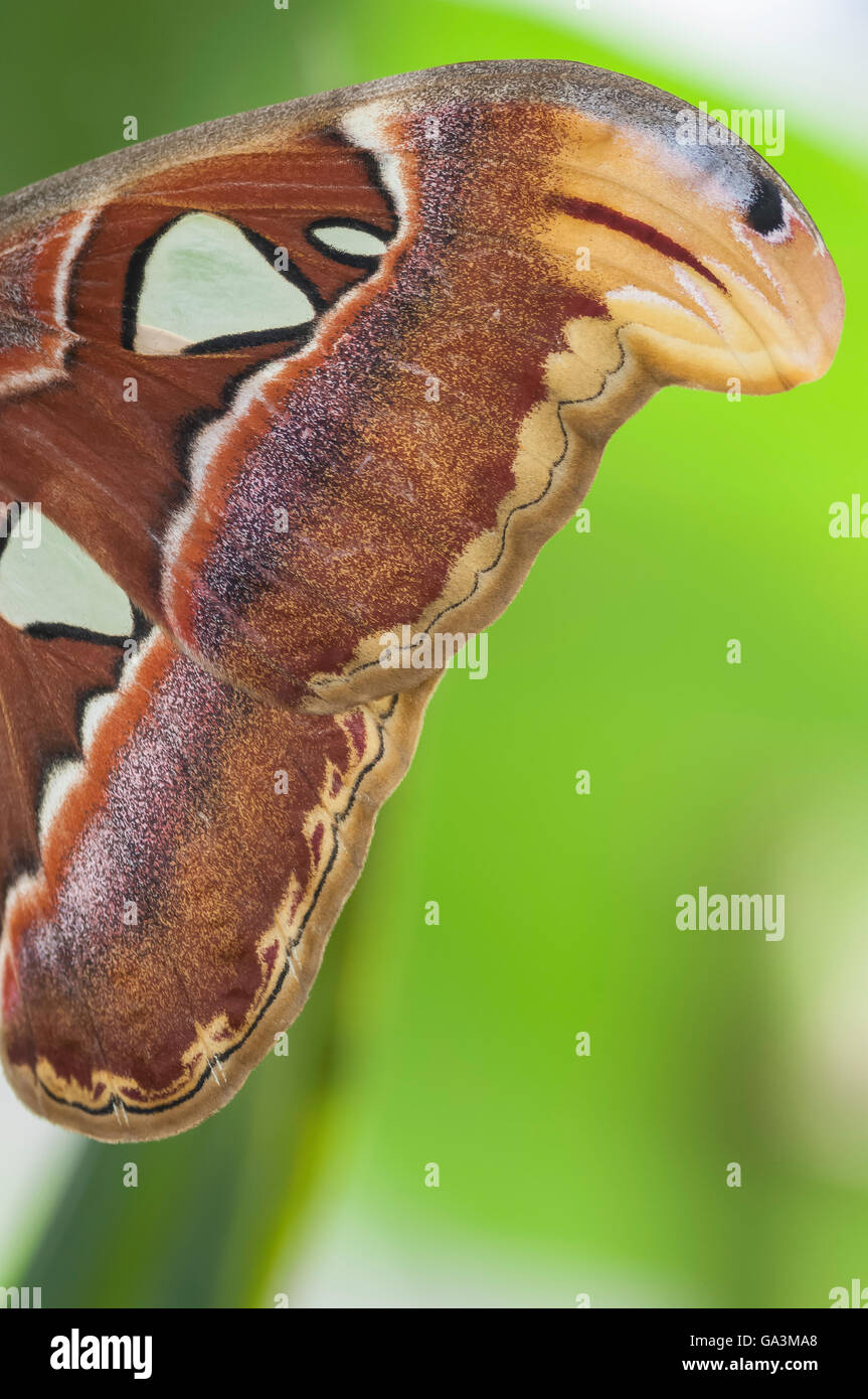 Atlas moth, Attacus atlas, native to tropical and subtropical forests ...