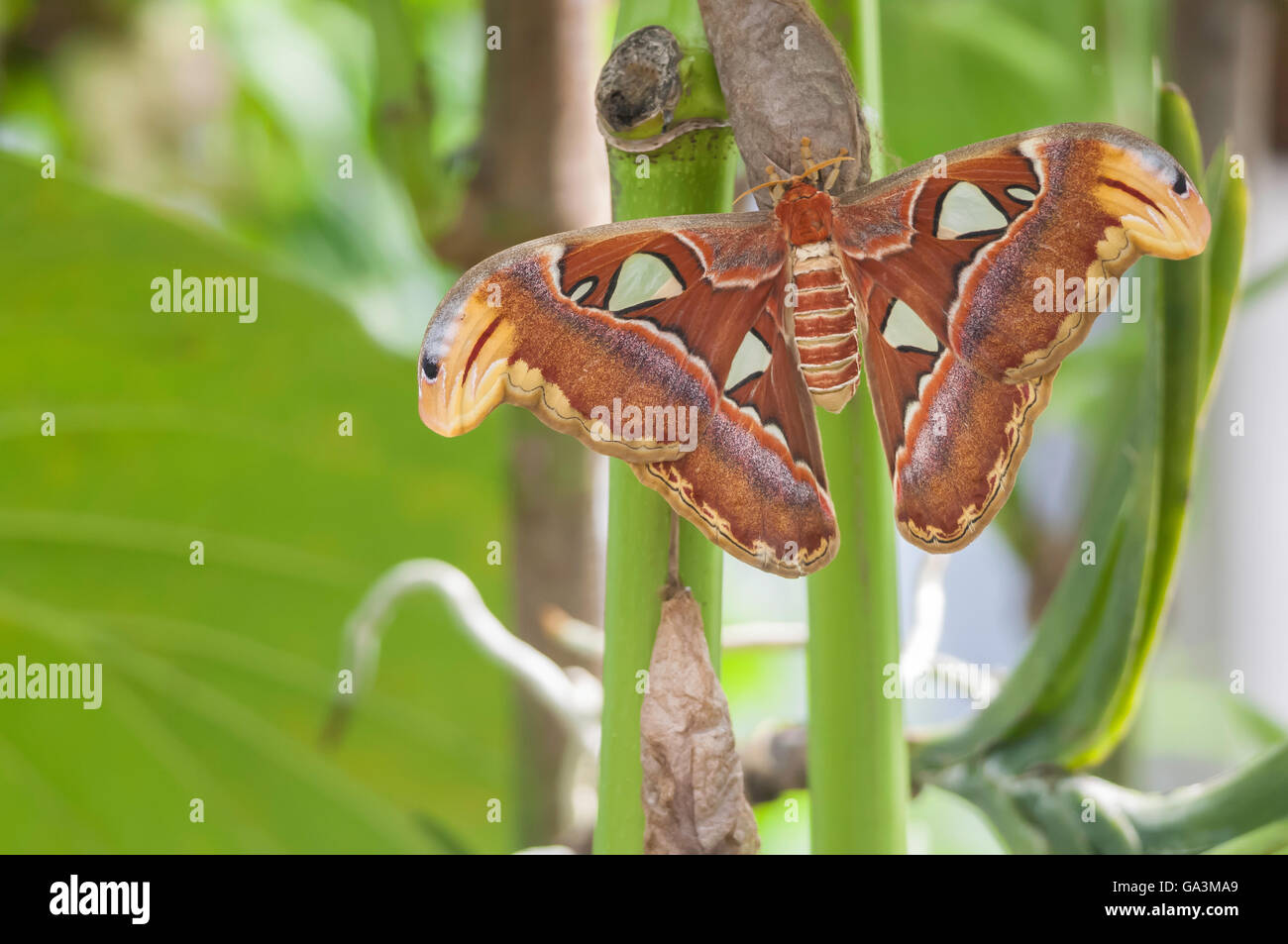Atlas moth attacus atlas hi-res stock photography and images - Alamy