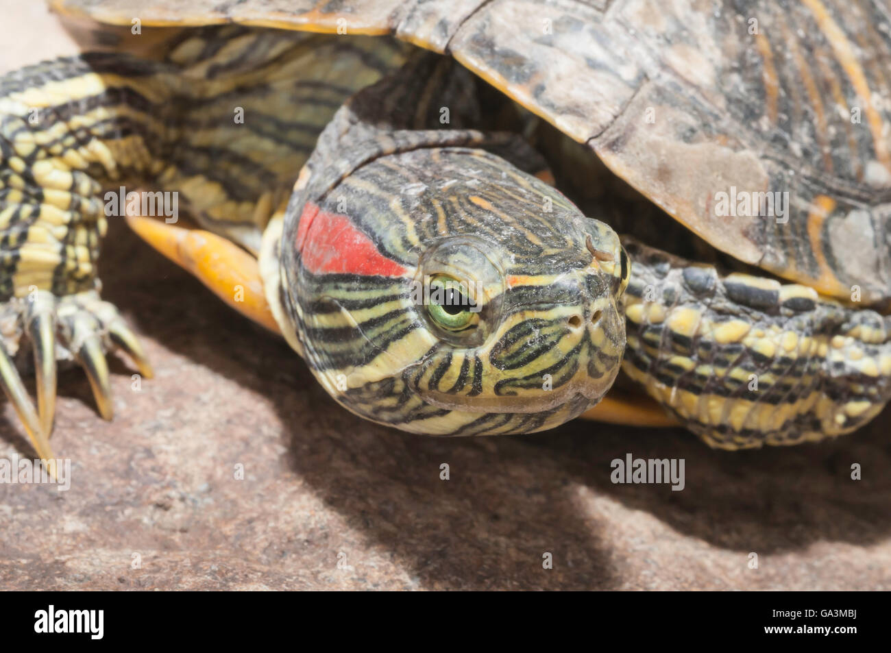 Red-eared slider, Trachemys scripta elegans, native to southern USA ...