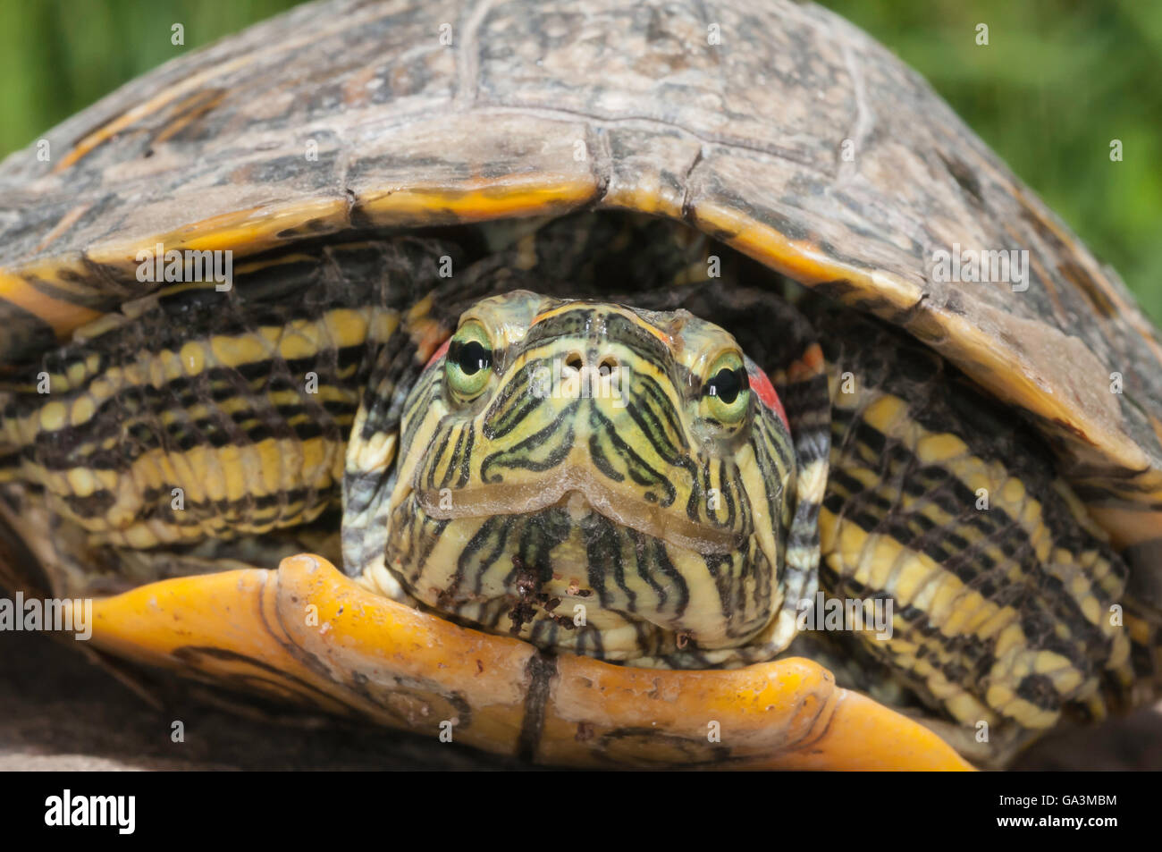 Juvenile red eared slider hi-res stock photography and images - Alamy