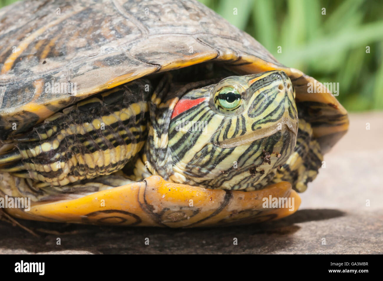 Red-eared slider, Trachemys scripta elegans, native to southern USA ...