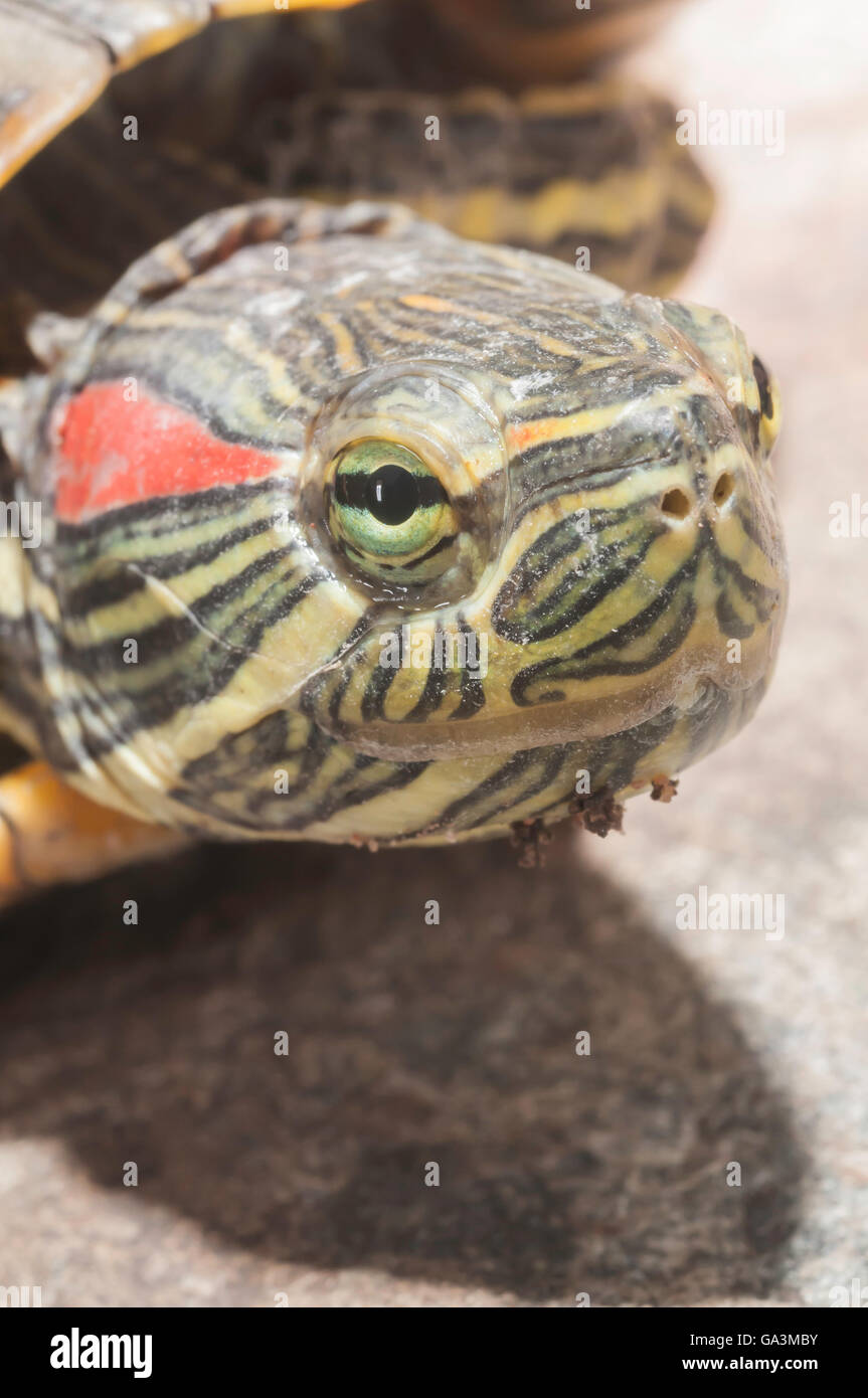Red-eared slider, Trachemys scripta elegans, native to southern USA ...