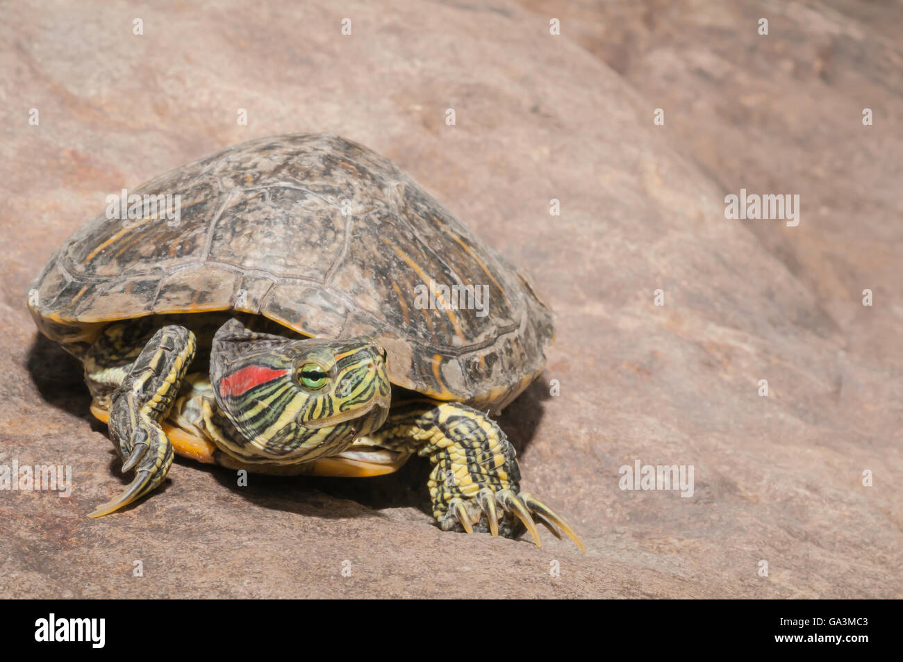 Red-eared slider, Trachemys scripta elegans, native to southern USA ...