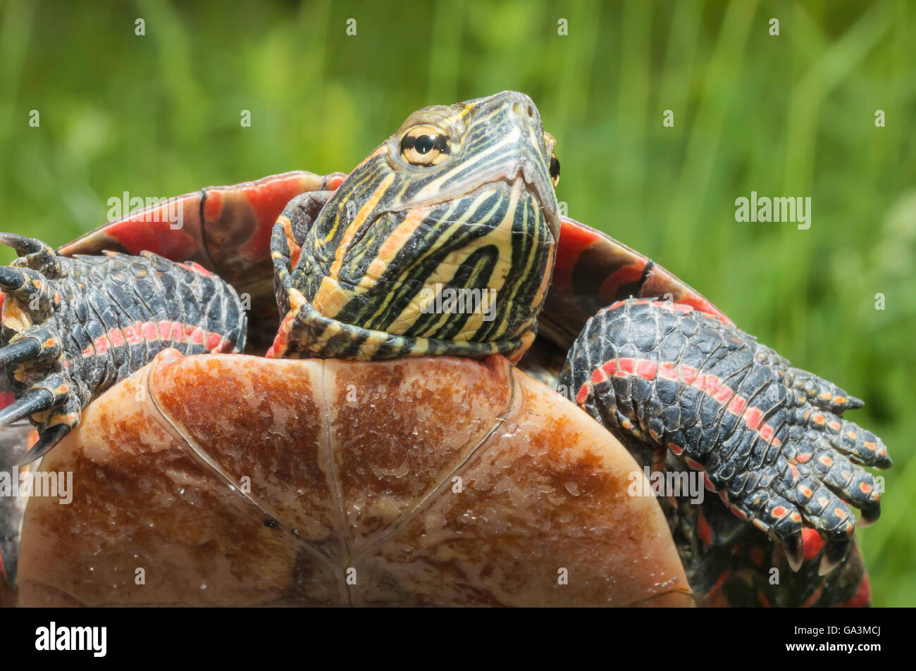 Midland painted turtle, Chrysemys picta marginata; native to eastern ...