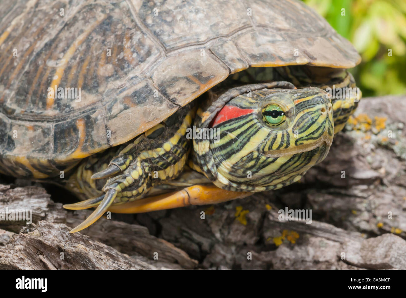 Red-eared slider, Trachemys scripta elegans, native to southern USA ...