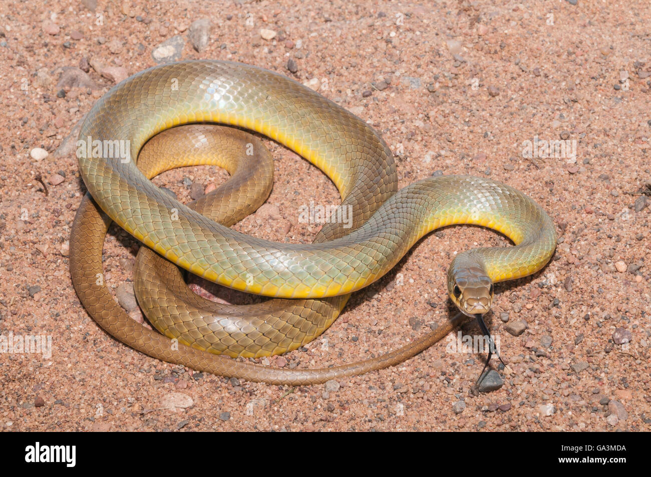 Western yellow-bellied racer, Coluber constrictor mormon, native to USA ...