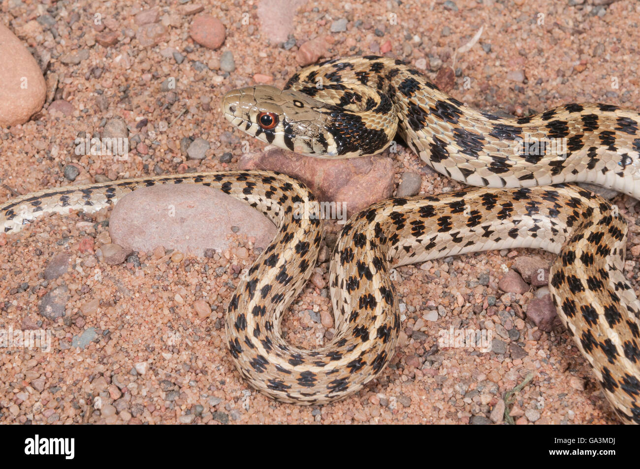 Checkered garter snake, Thamnophis marcianus, native to southern United ...