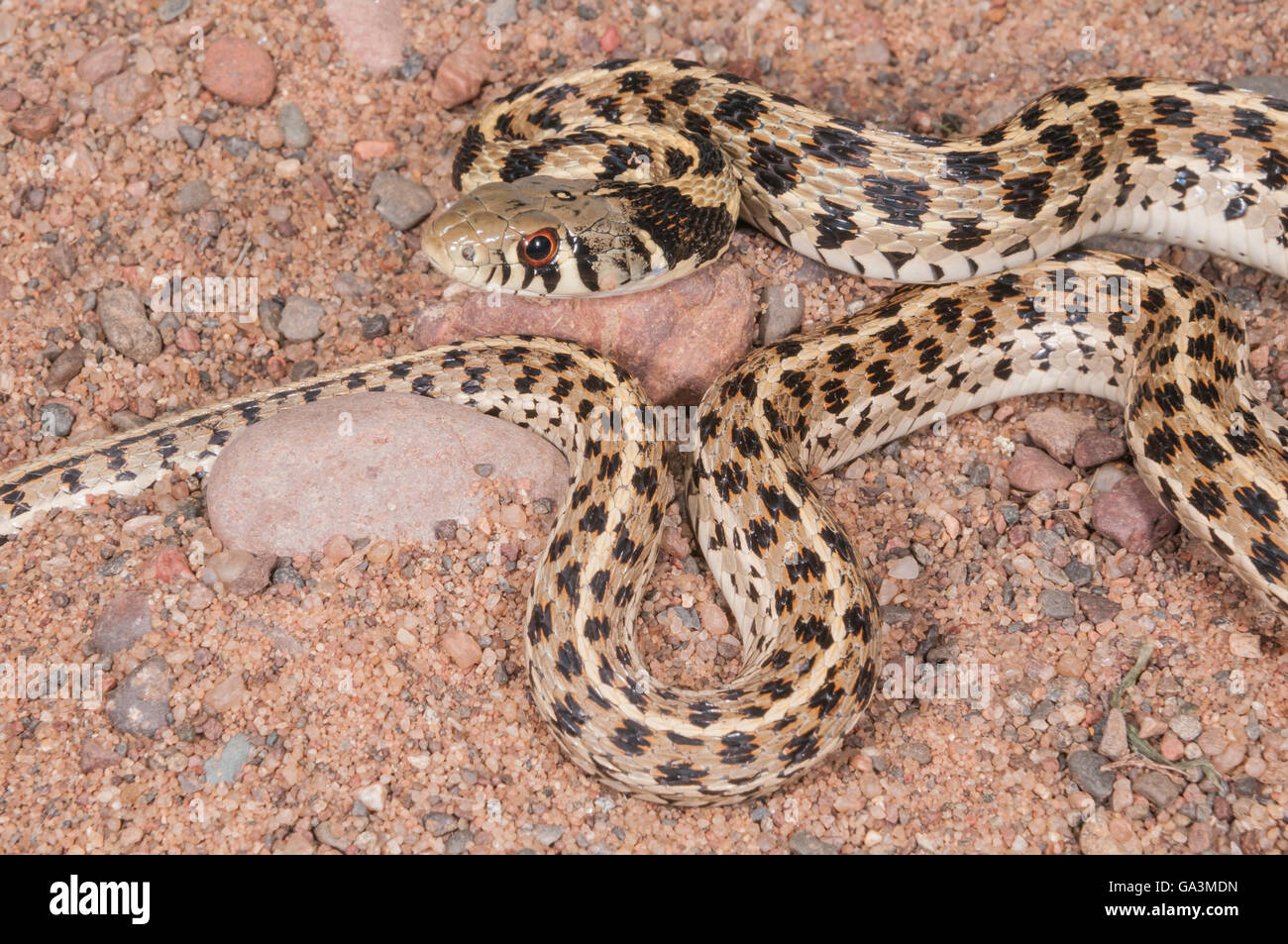 Checkered Garter Snake High Resolution Stock Photography and Images - Alamy