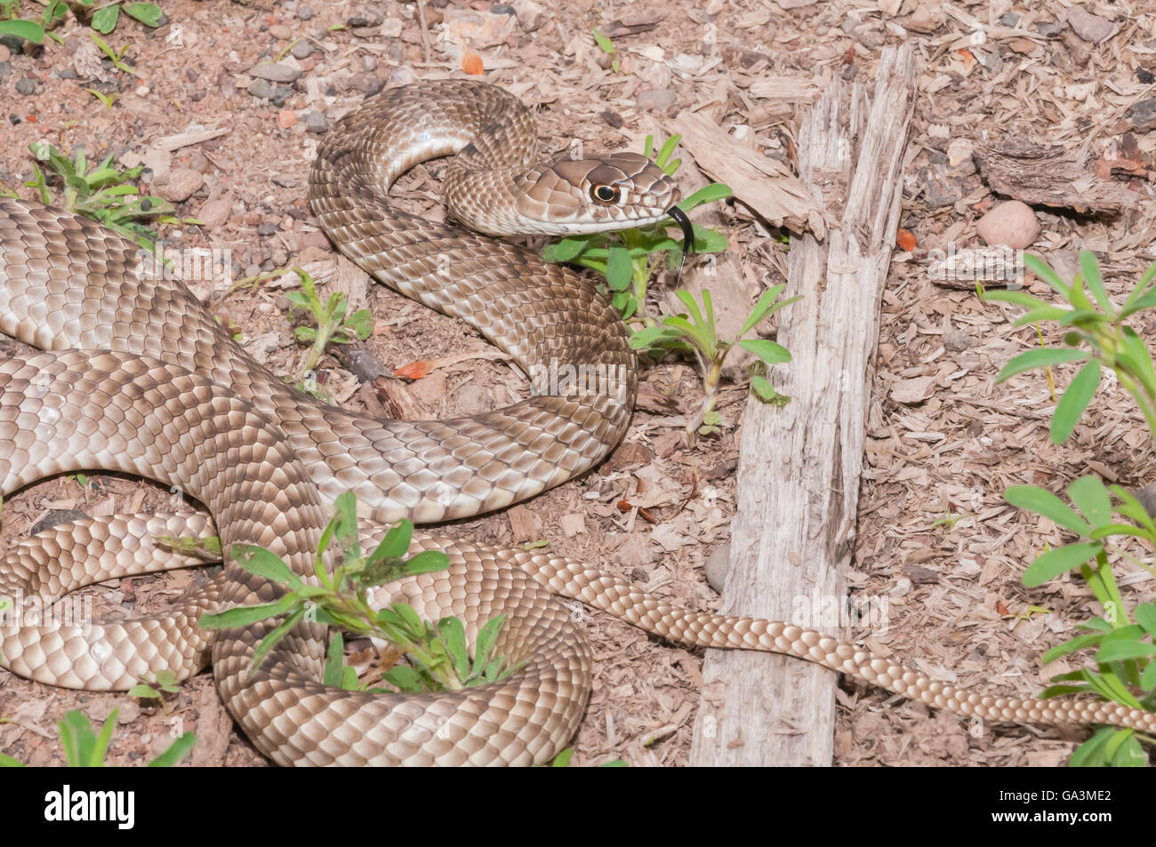Western coachwhip, Masticophis flagellum testaceus, snake native to ...