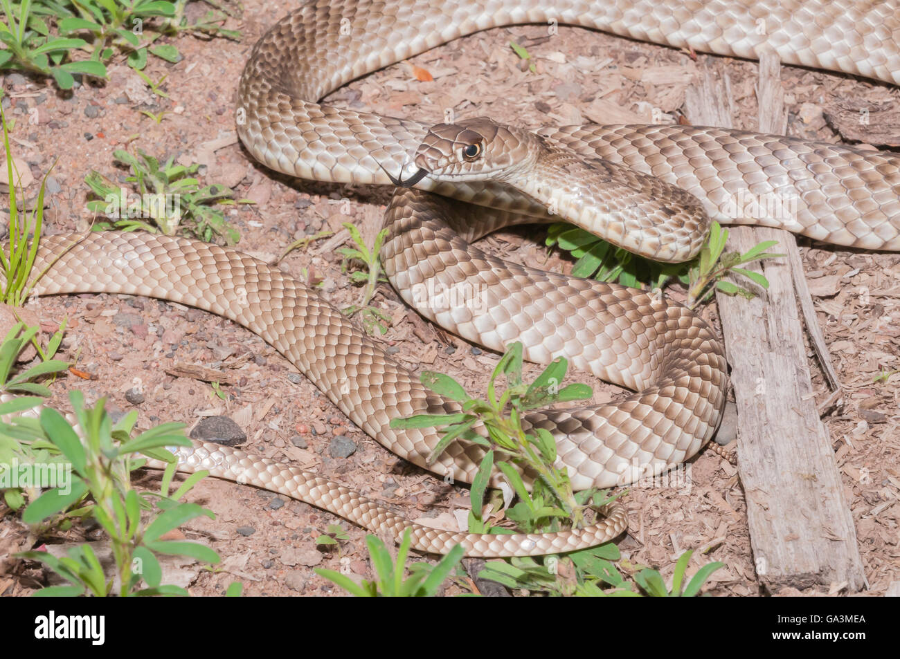 Coachwhip snake hi-res stock photography and images - Alamy