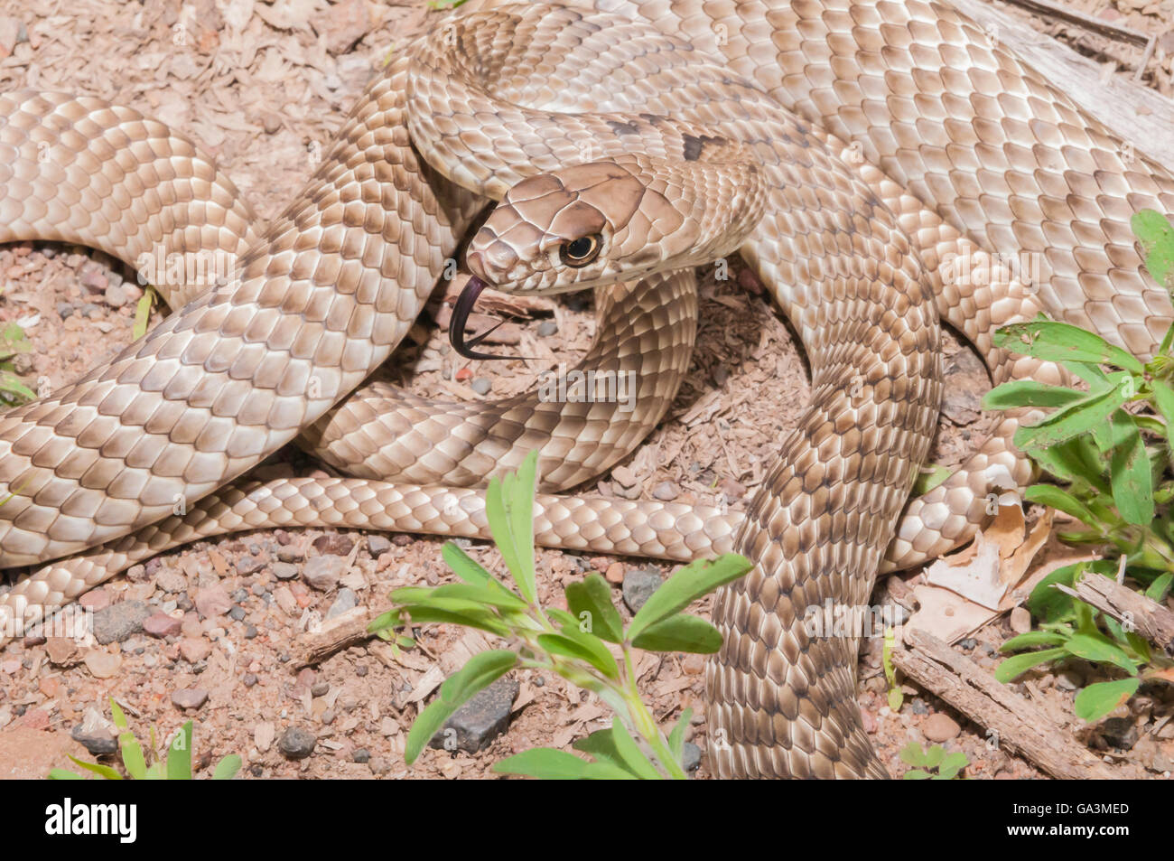 New Mexico State Snake