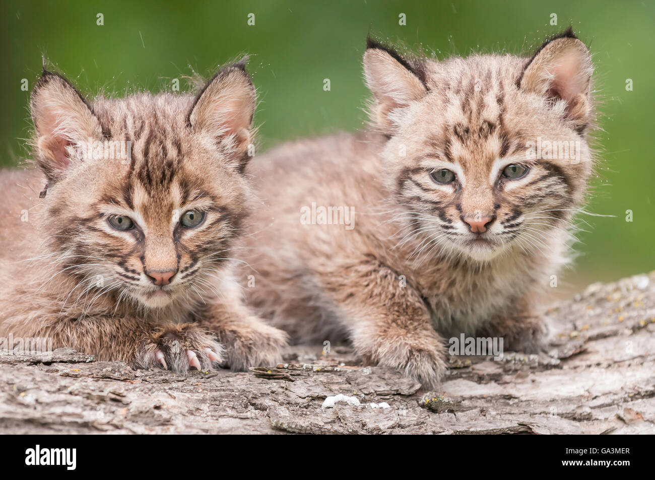 Canada Lynx Baby Stock Photos & Canada Lynx Baby Stock Images - Alamy