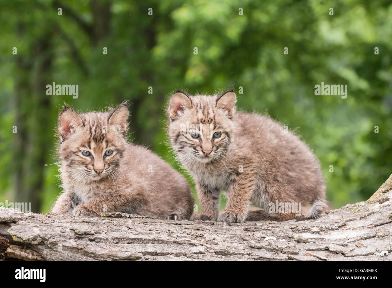 Bobcat Kitten Mix