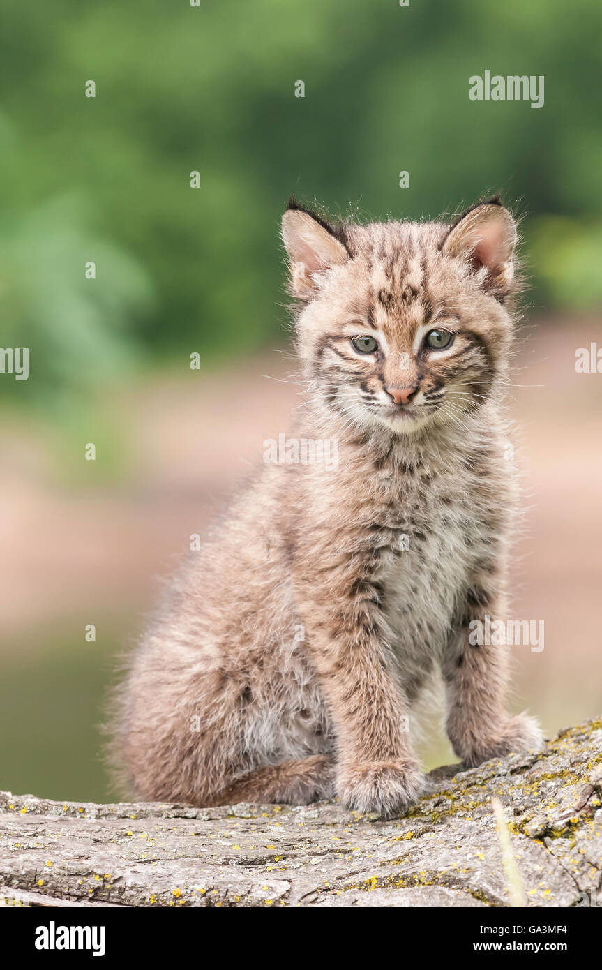 Baby bobcat hi-res stock photography and images - Alamy