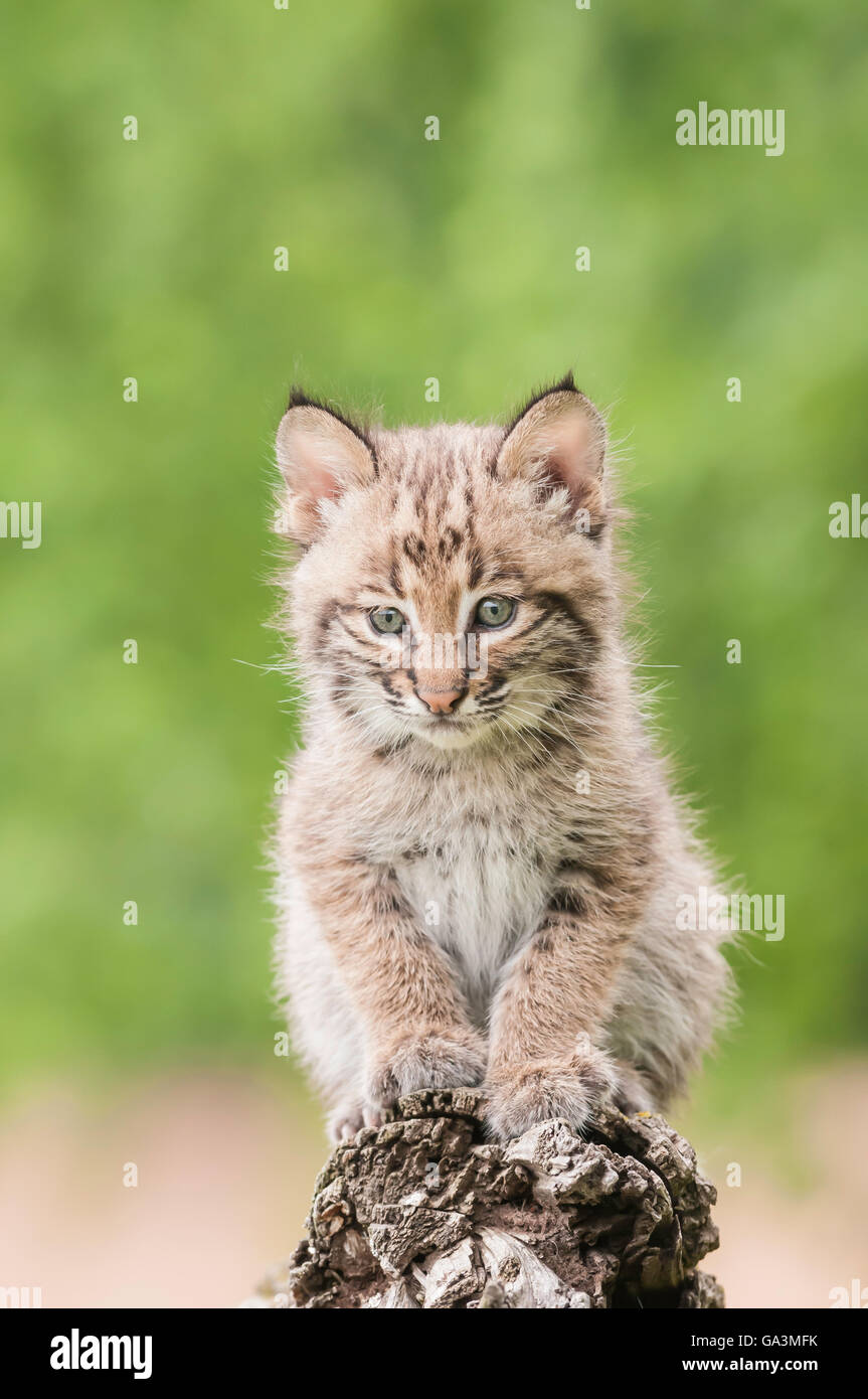 Bobcat Newborn Closed Eyes