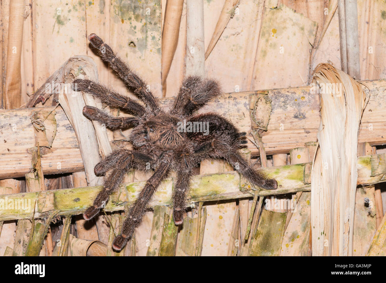 Pinktoe tarantula, Avicularia avicularia, La Selva, Rio Napo, Ecuador ...