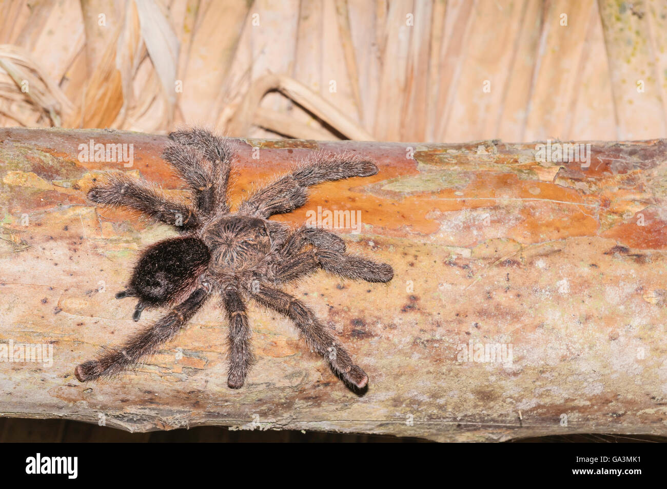 Pinktoe tarantula, Avicularia avicularia, La Selva, Rio Napo, Ecuador ...