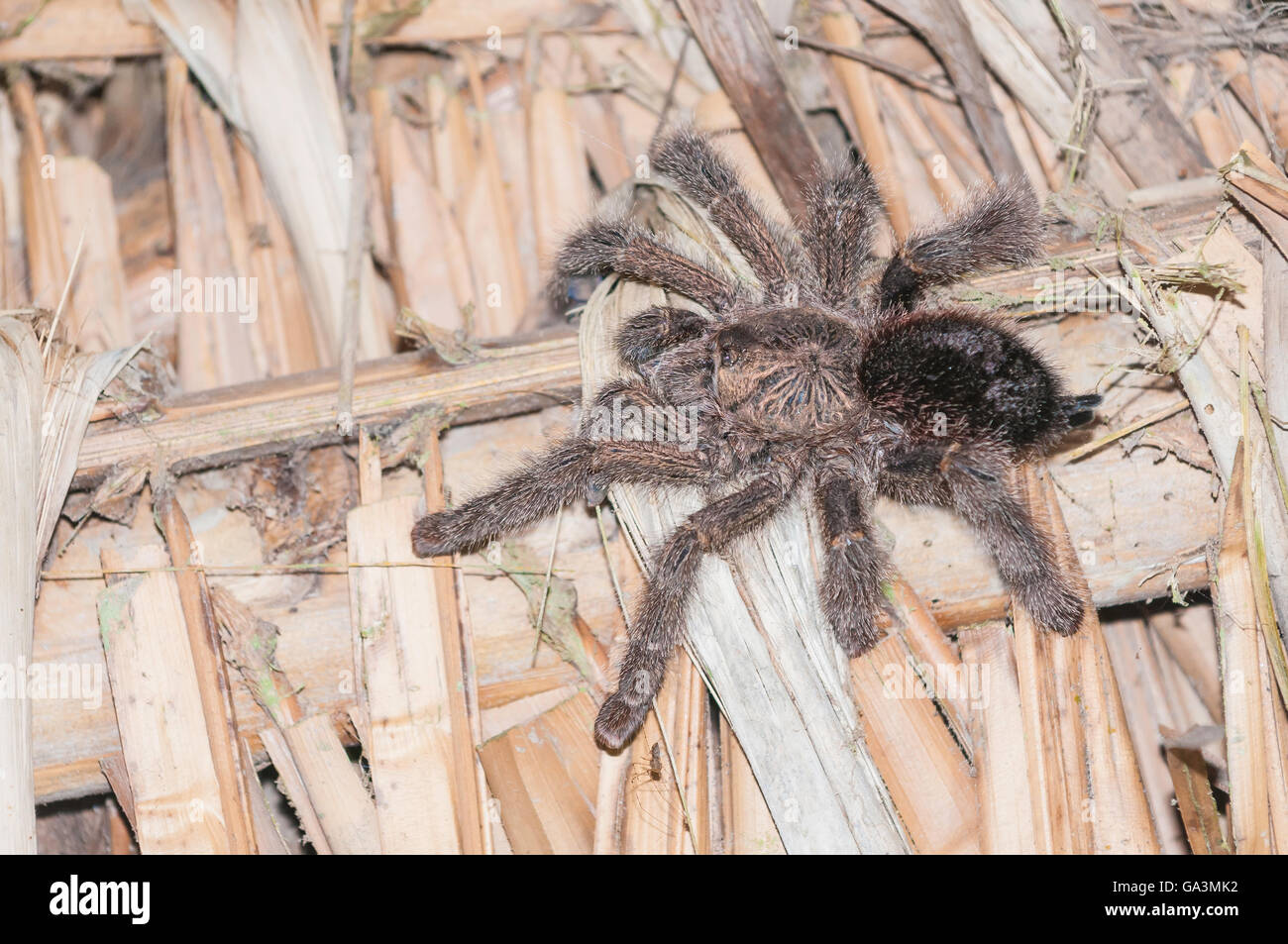 Pinktoe tarantula, Avicularia avicularia, La Selva, Rio Napo, Ecuador ...
