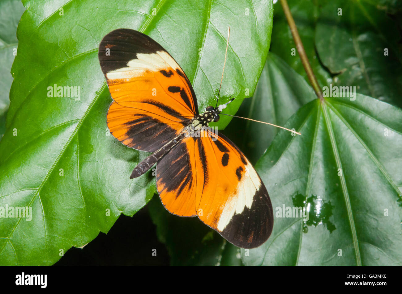 Numata longwing hi-res stock photography and images - Alamy