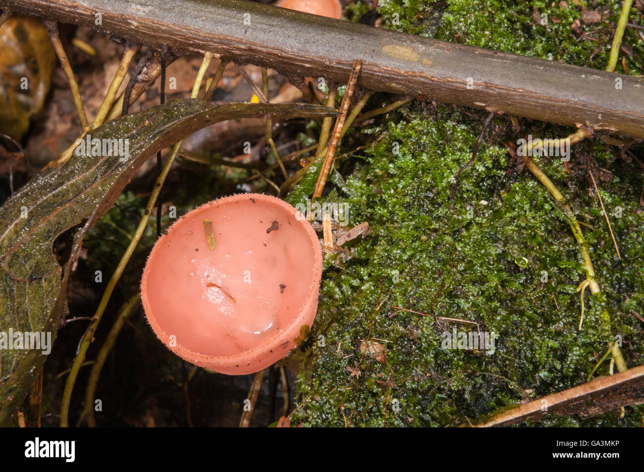 Goblet fungus, monkey cup, Cookeina sulcipes, La Selva, Rio Napo ...