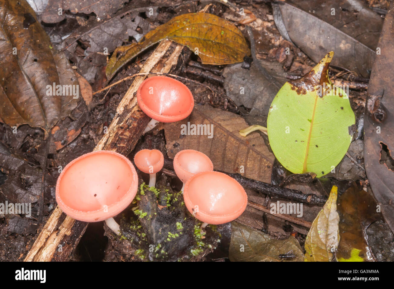 Goblet fungus, monkey cup, Cookeina sulcipes, La Selva, Rio Napo ...