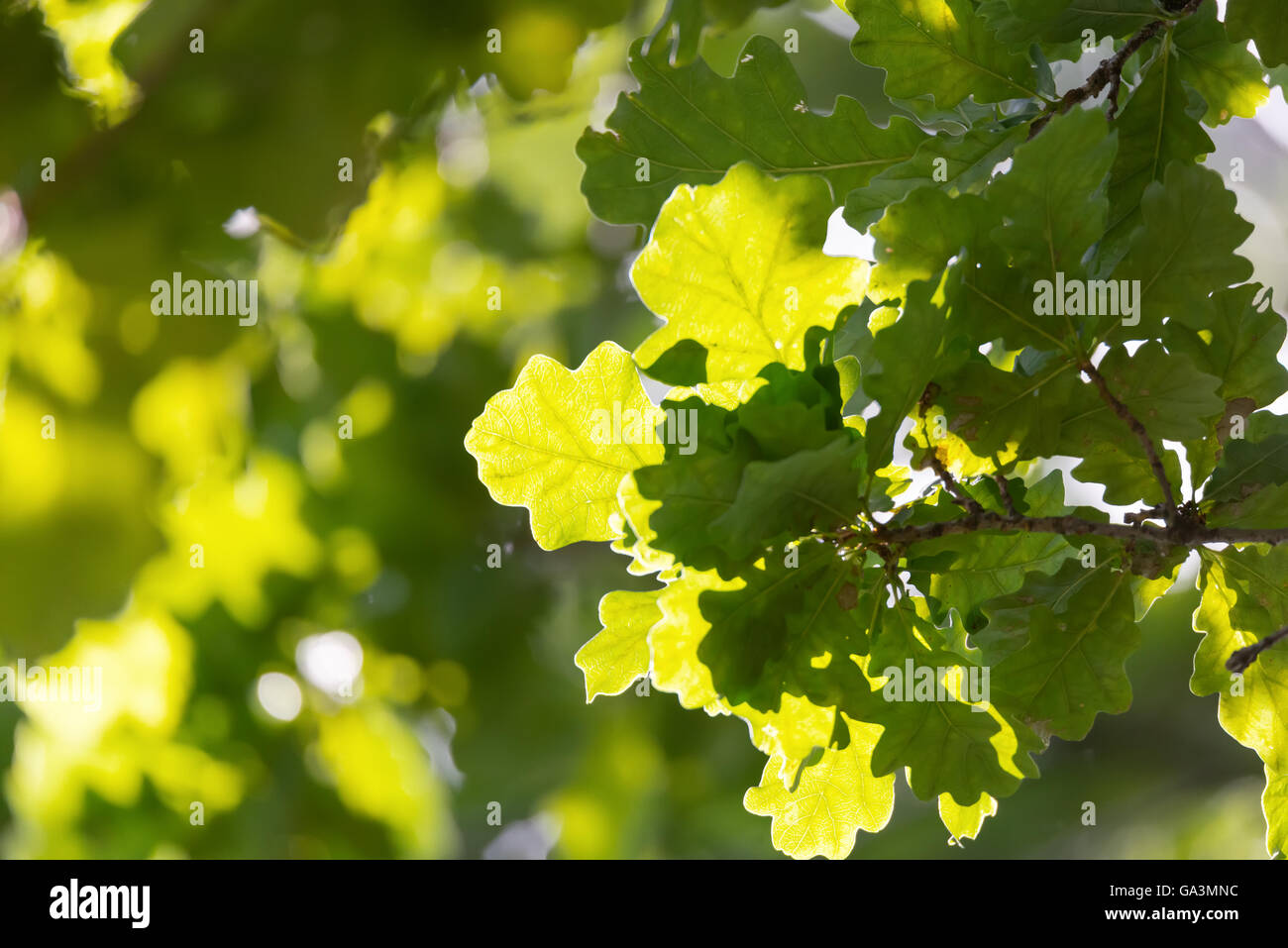 green oak foliage Stock Photo - Alamy