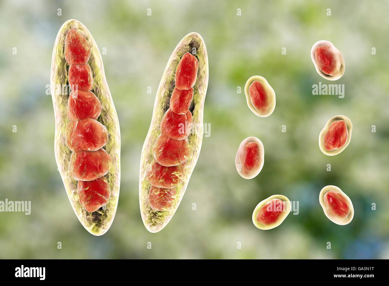 Fungi trichophyton mentagrophytes High Resolution Stock Photography and ...