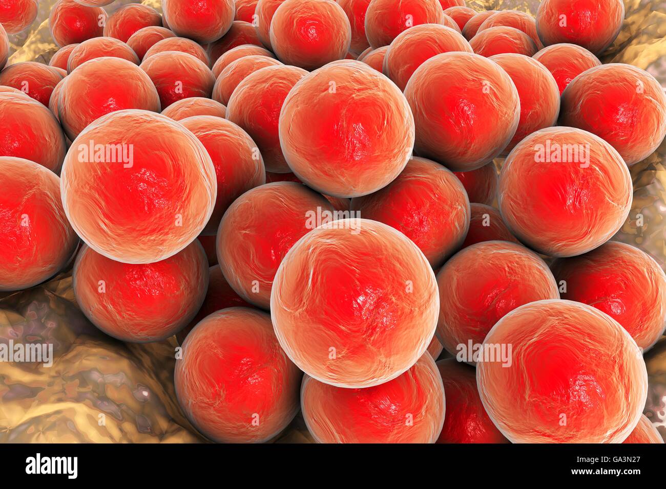 Computer illustration of staphylococci bacteria (Staphylococcus aureus ...