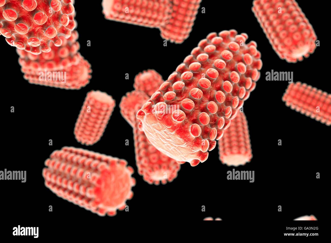 Rabies virus particles, computer illustration. This bullet-shaped ...