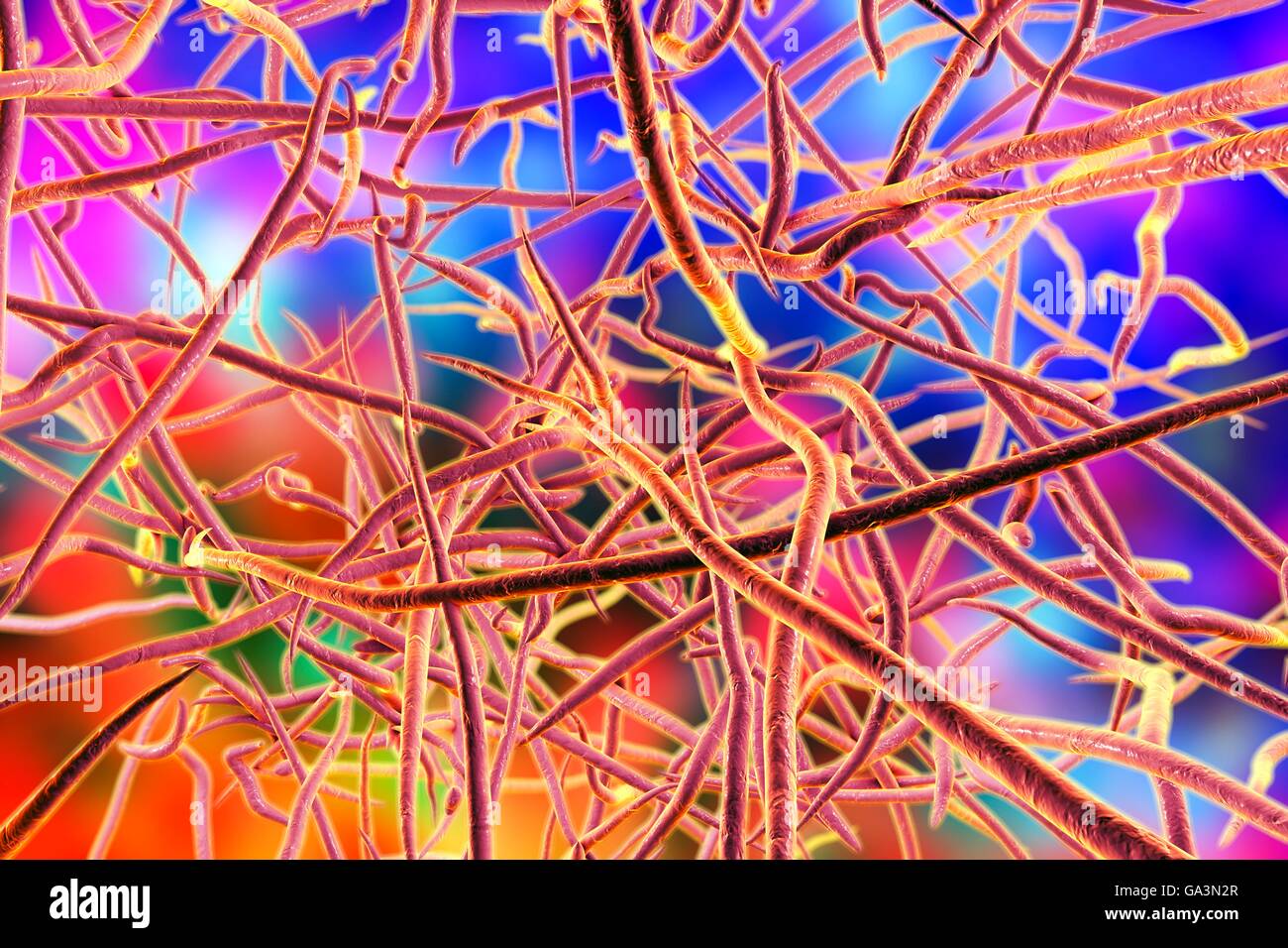 Nocardia bacteria, computer illustration. Gram-positive bacteria, one ...