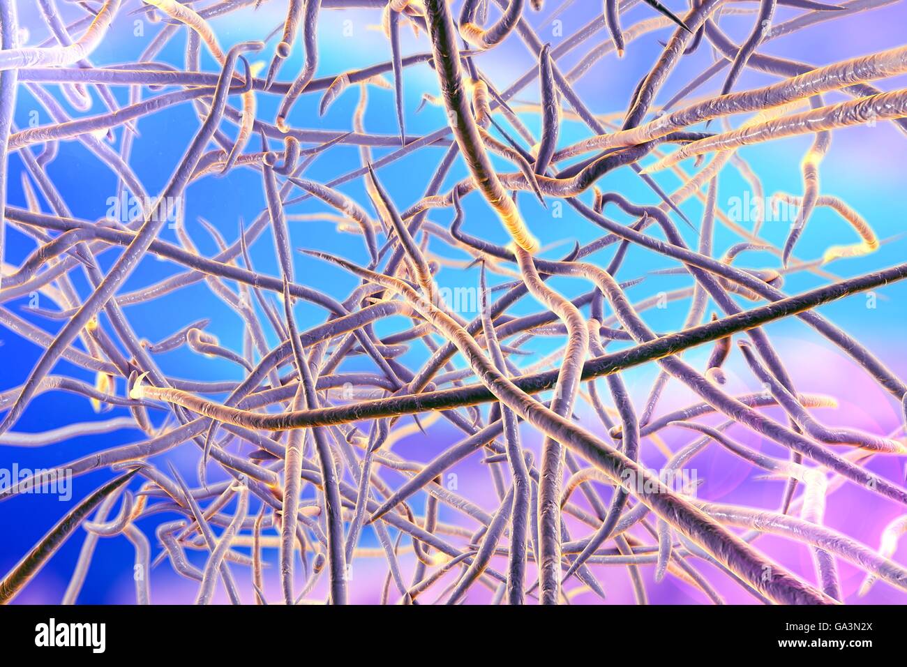 Nocardia bacteria, computer illustration. Gram-positive bacteria, one ...