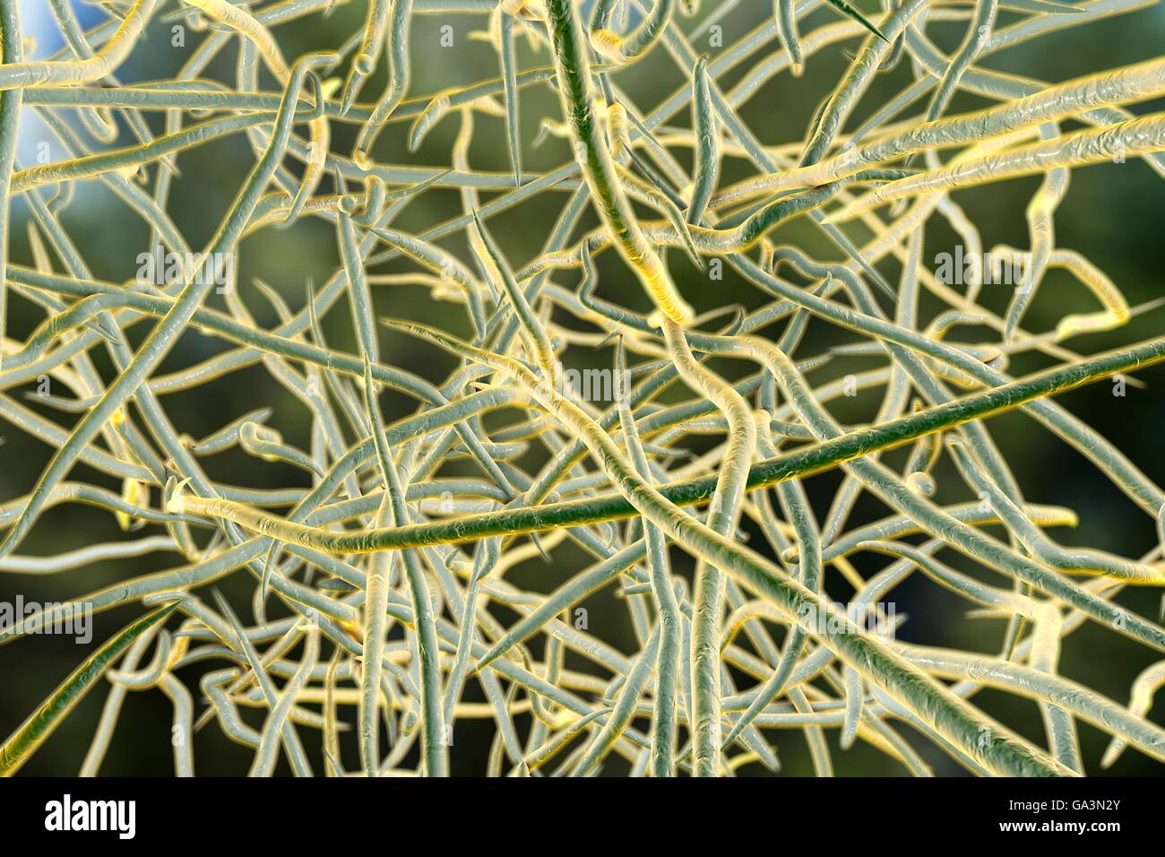 Nocardia bacteria computer illustration one hi-res stock photography ...