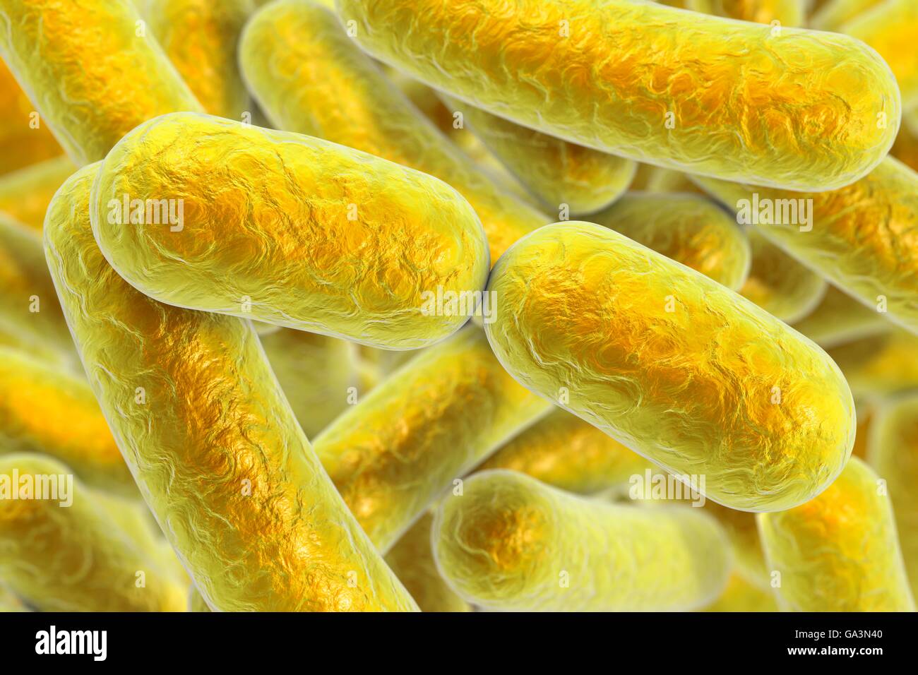 Illustration of rod-shaped bacteria. Rod-shaped bacteria include ...