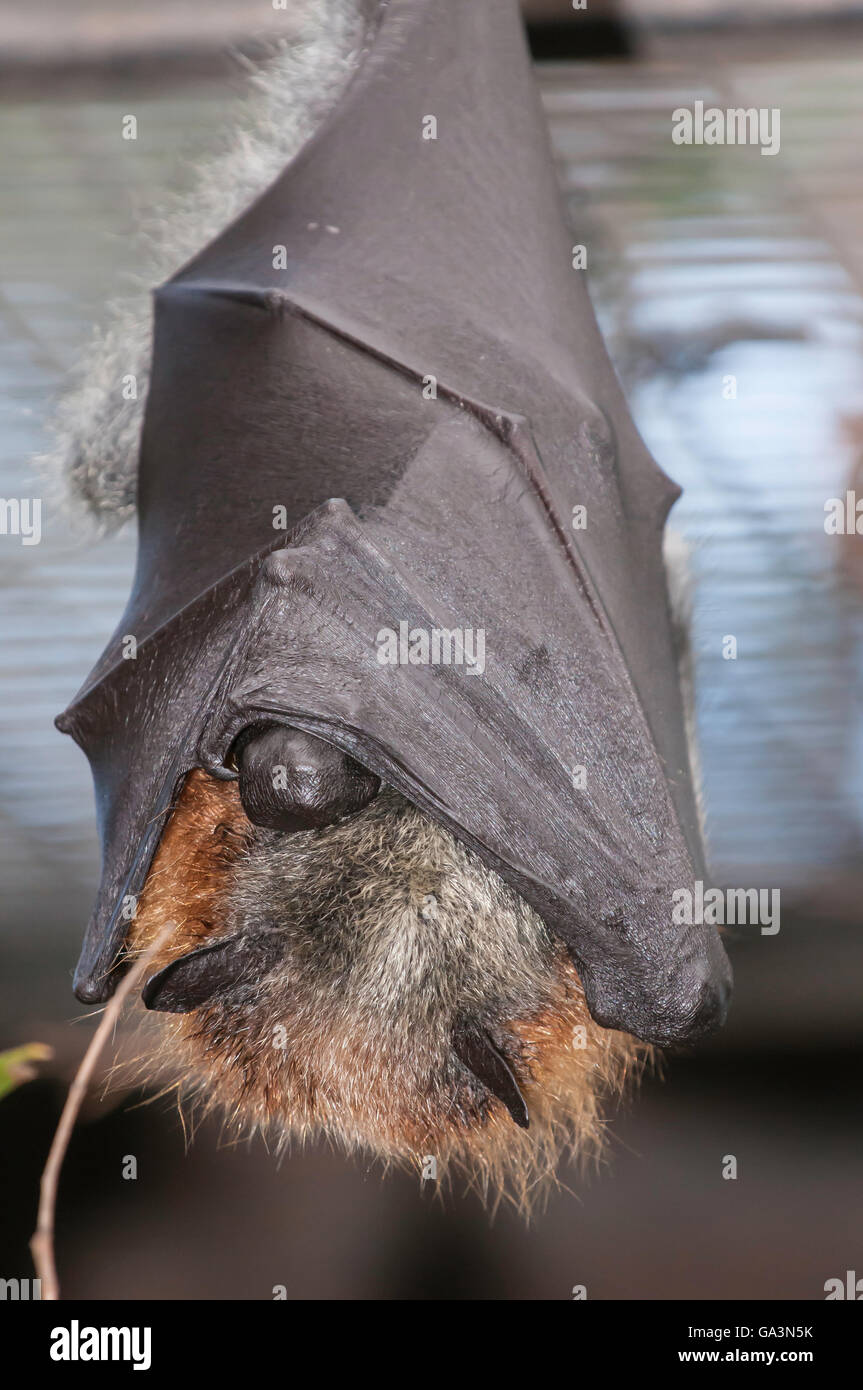 Australian Giant Flying Fox
