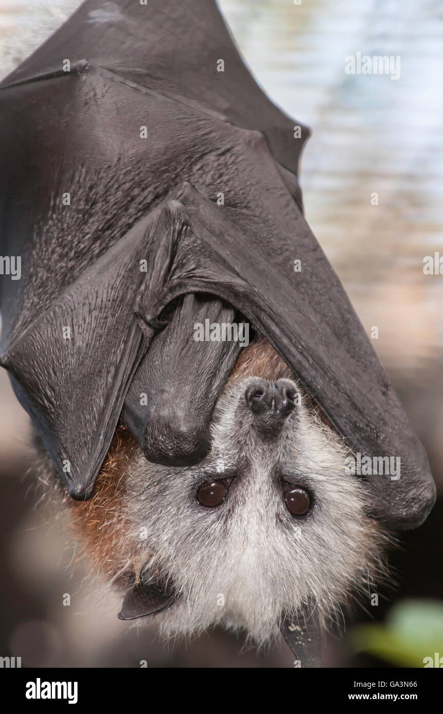 Australian native bats hi-res stock photography and images - Alamy