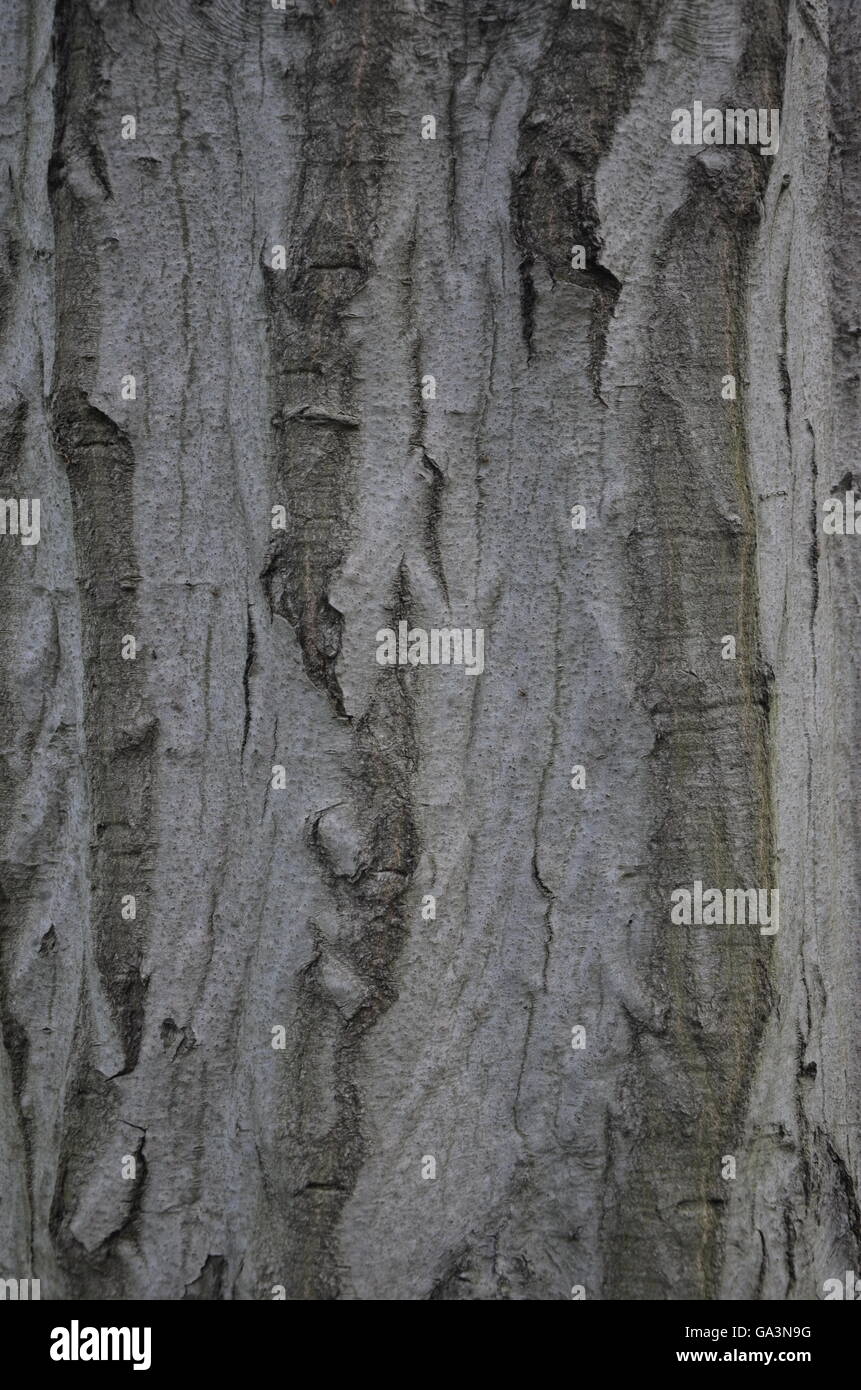 Rough, tree bark, brown, wood, texture, background, pattern, tree, bark ...