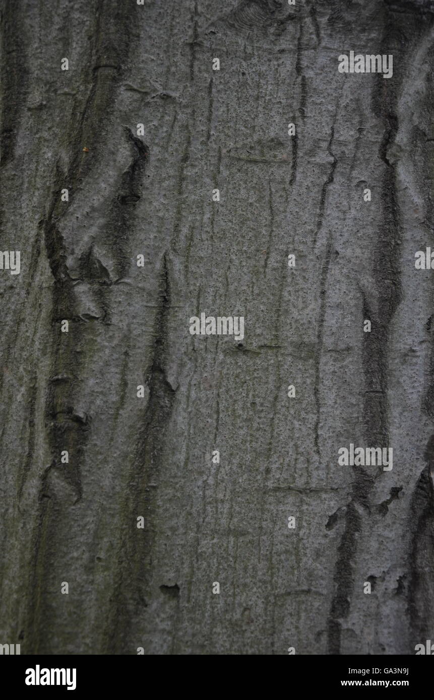 Rough, tree bark, brown, wood, texture, background, pattern, tree, bark ...