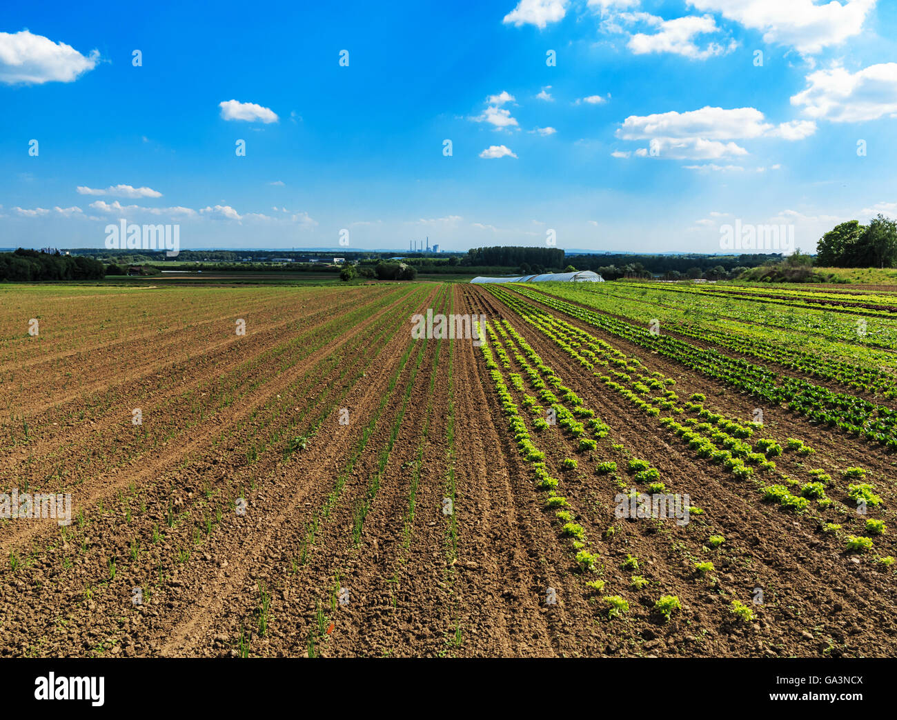 Fields of vegetables hi-res stock photography and images - Alamy
