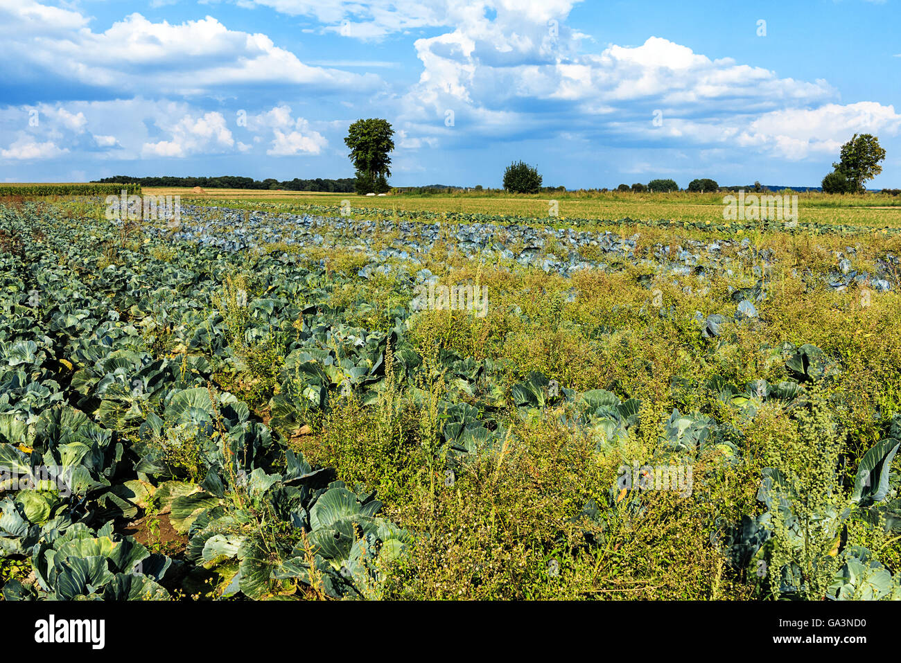 Vegetable fields in midsummer Stock Photo - Alamy