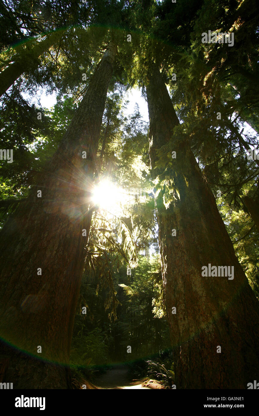 Cathedral grove. MacMillan Provincial Park. Vancouver island. British ...
