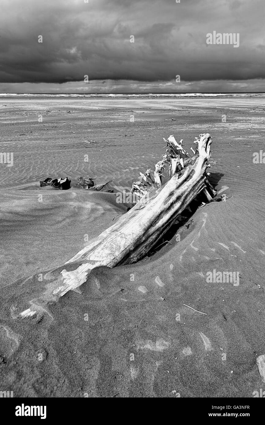 Old wood logs on beach hi-res stock photography and images - Alamy