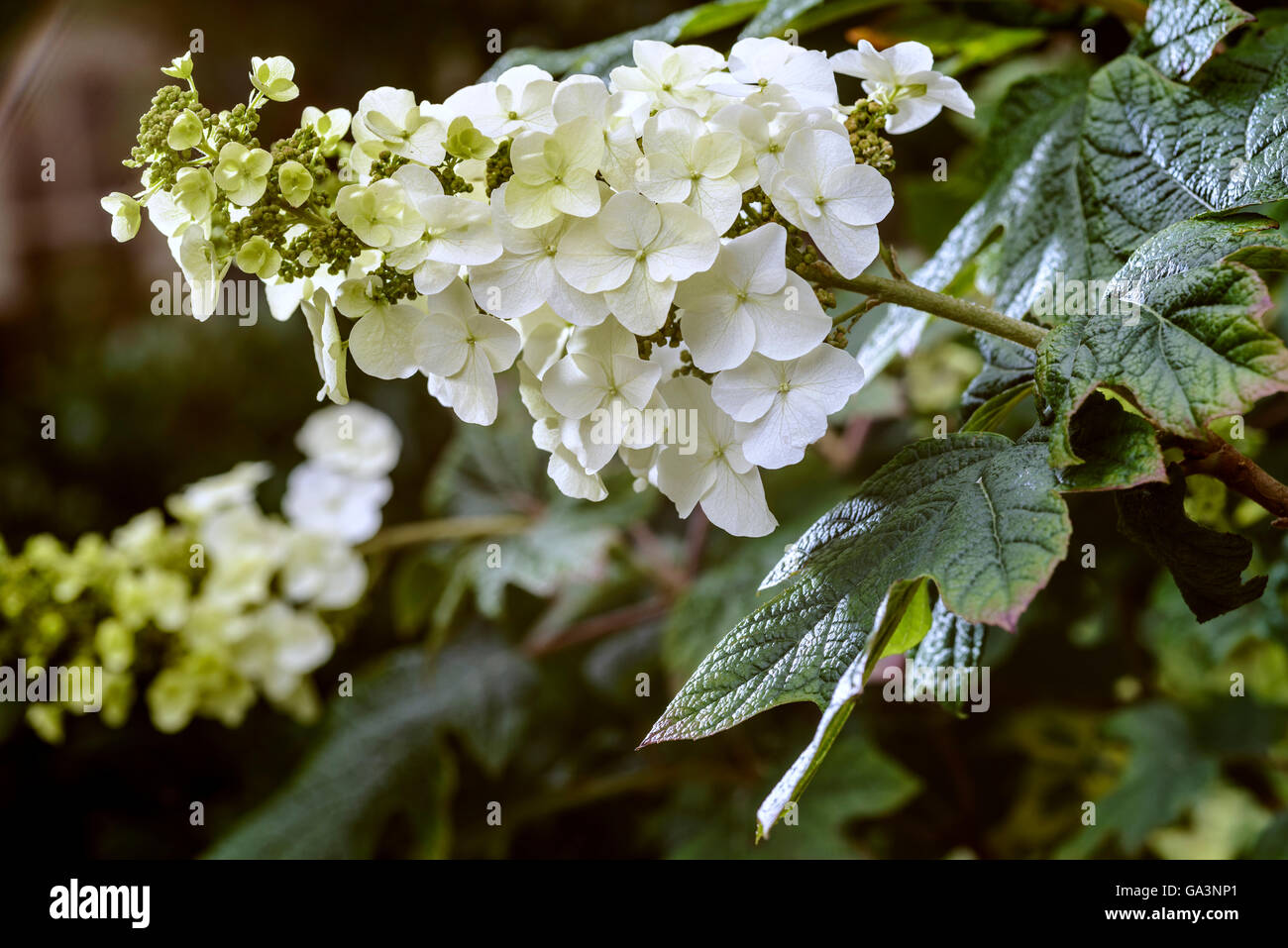 Hydrangea quercifolia Hydrangeaceae Snow Queen Stock Photo - Alamy