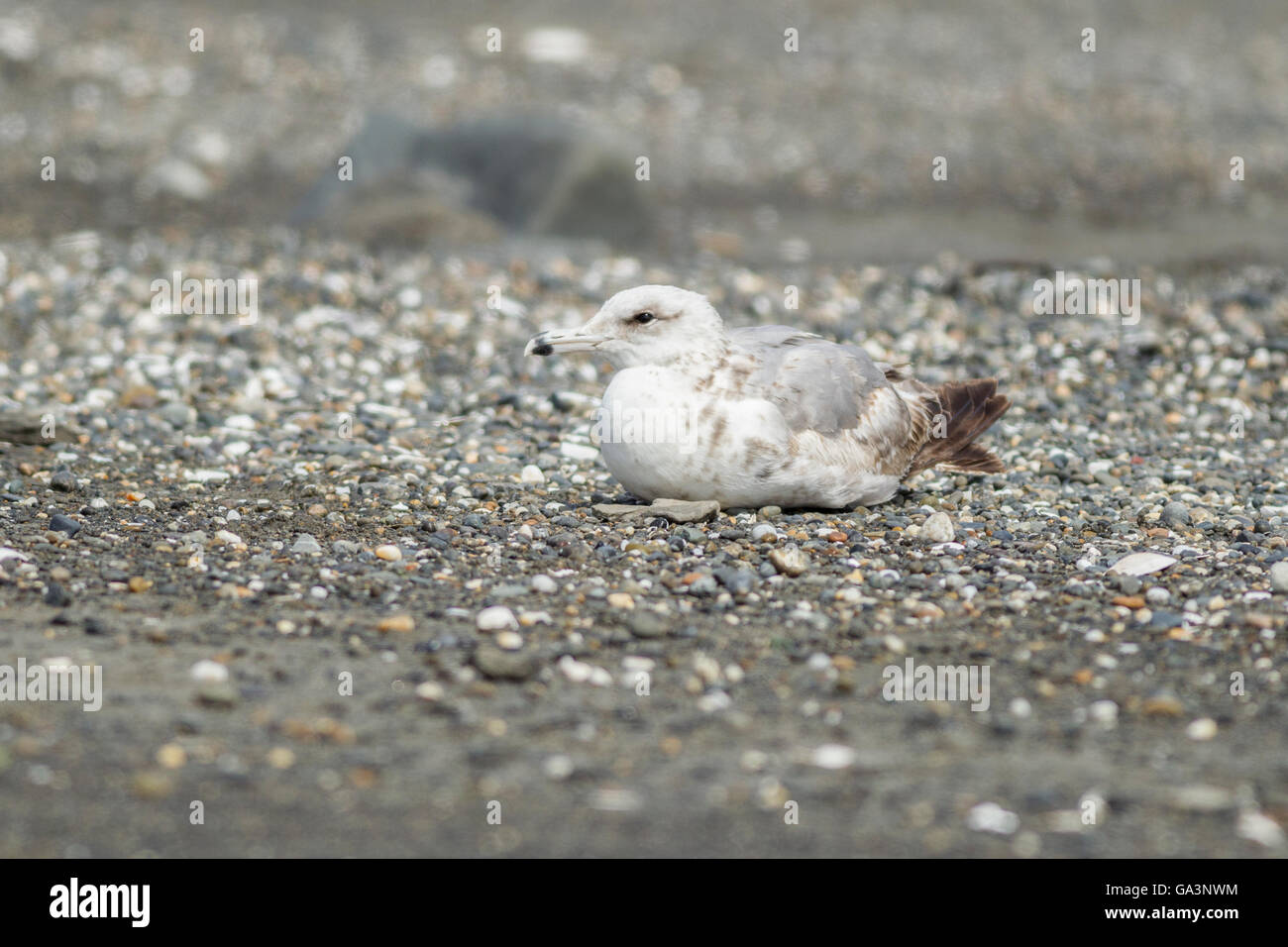 Female ring billed gull Stock Photo - Alamy
