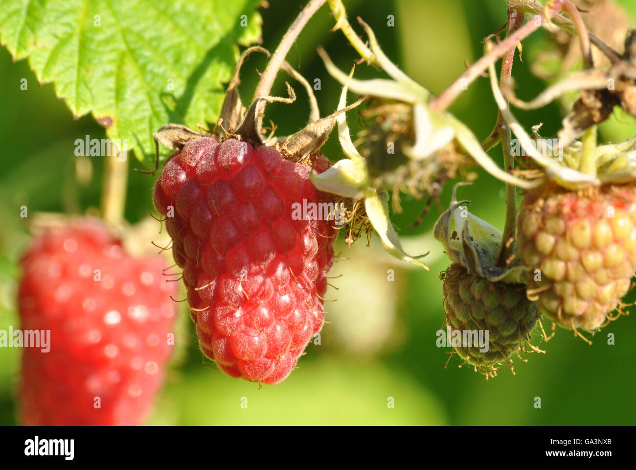 Red raspberries are ripening on the branch Stock Photo - Alamy