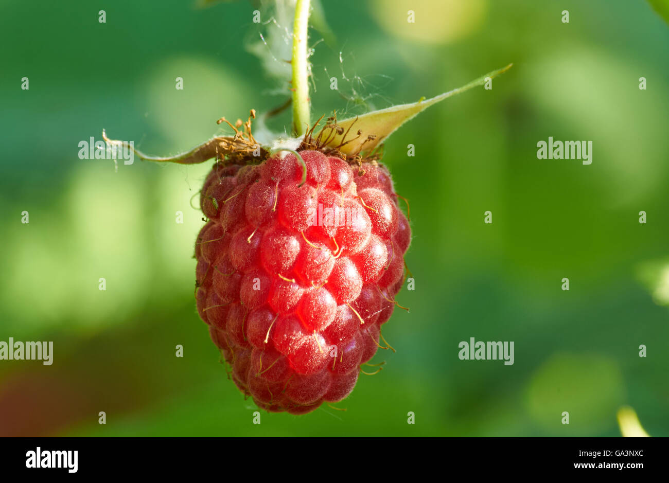macro photography of ripe raspberry in sunlight Stock Photo - Alamy