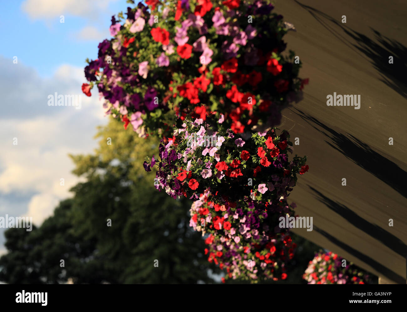 Editorial images of flowers hi-res stock photography and images - Alamy