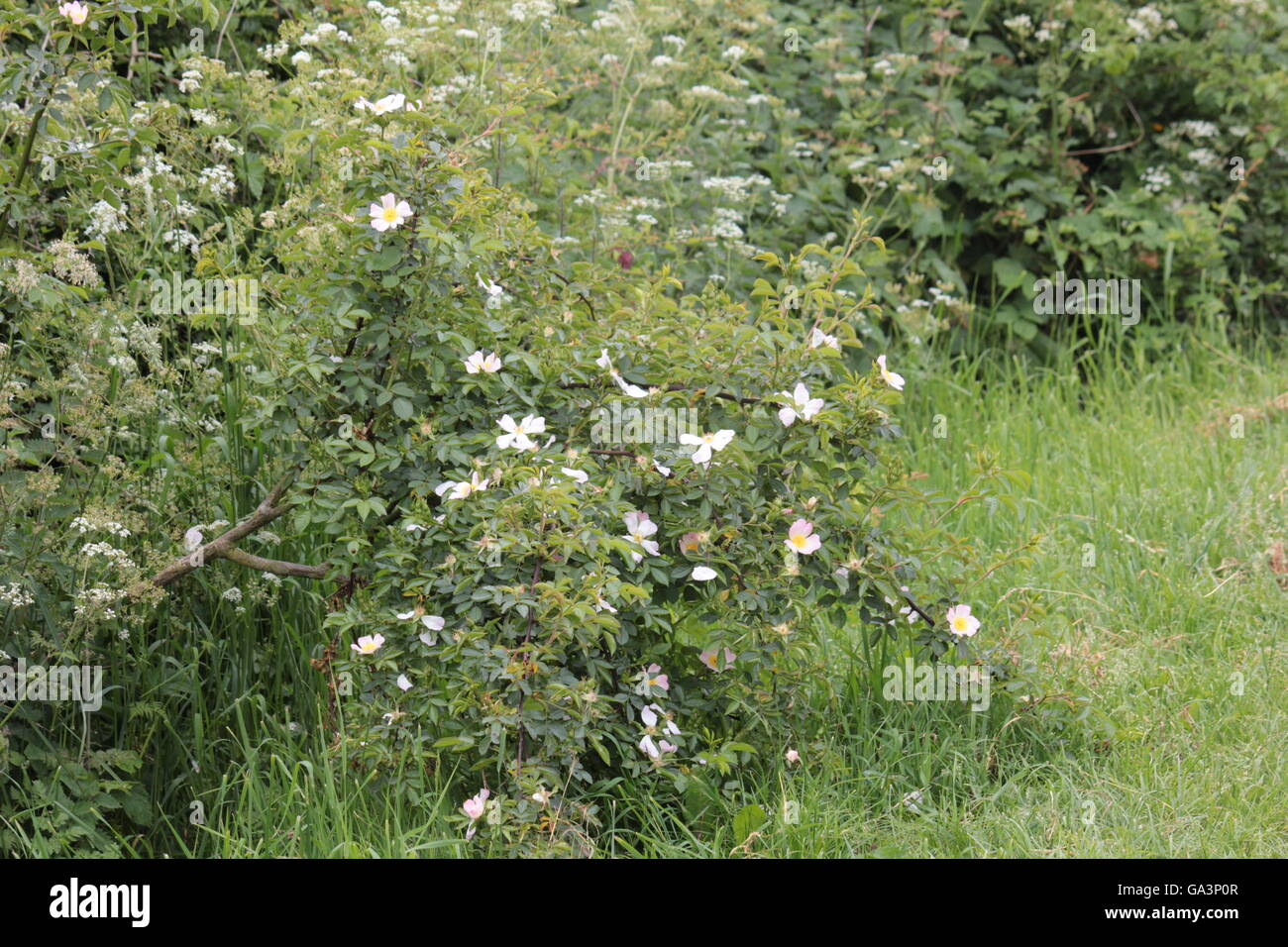 English wild rose Stock Photo - Alamy