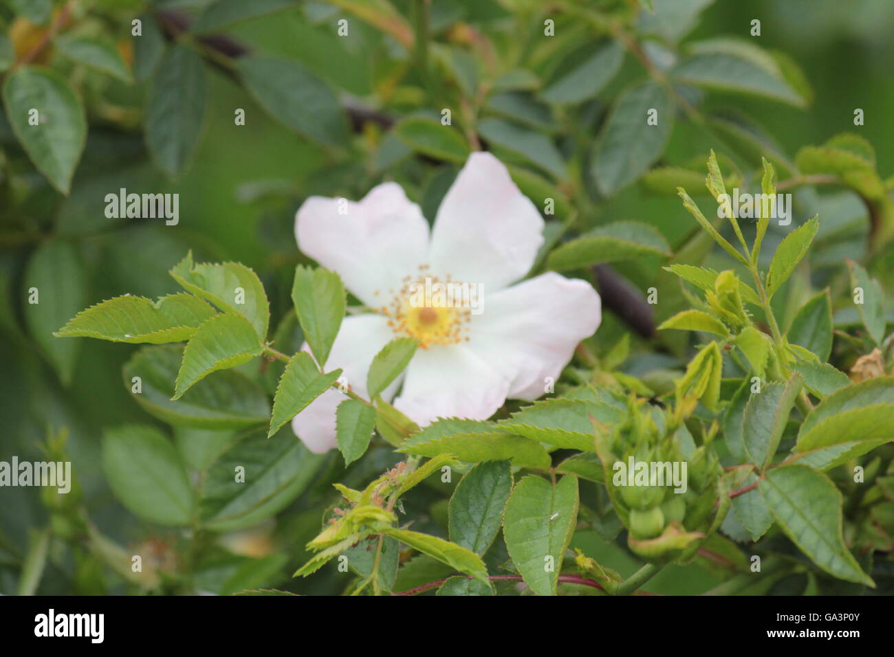 English wild rose Stock Photo - Alamy