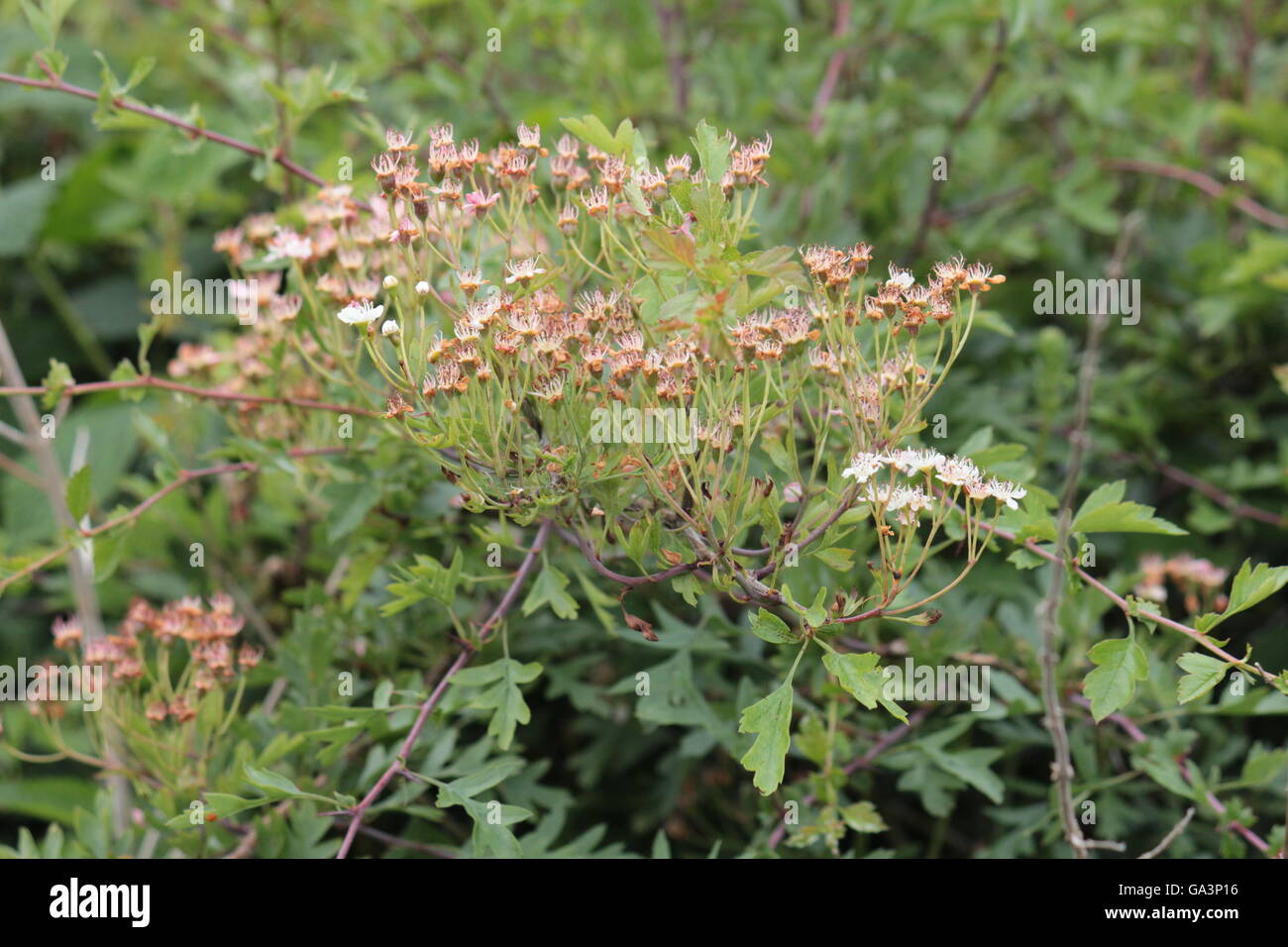 English wild hedgerow Stock Photo - Alamy