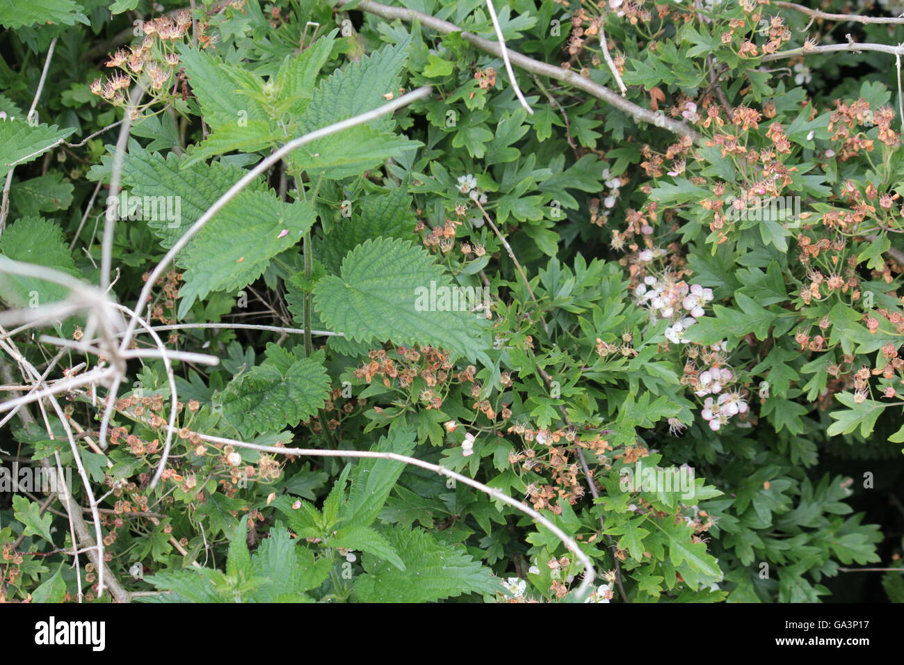 English wild hedgerow Stock Photo - Alamy
